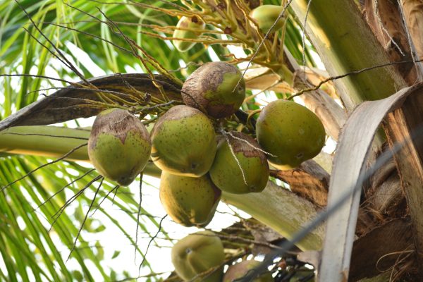 ¿Sabías que el coco es un alimento muy saludable?